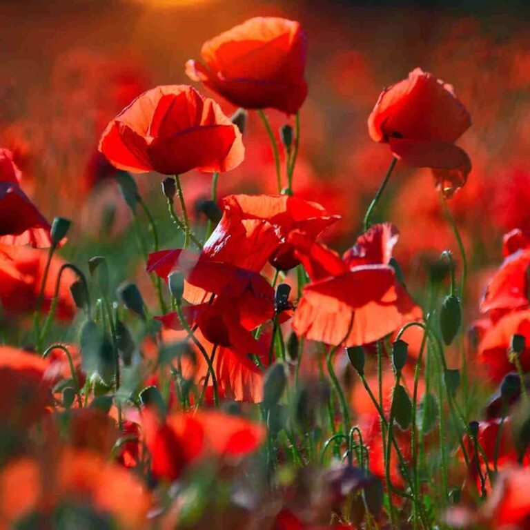 36 Flower Meanings and What Each Bloom Symbolizes - Complete Gardening