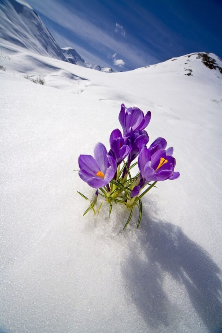 15 Flowers That Symbolize Hope and Optimism - Complete Gardening