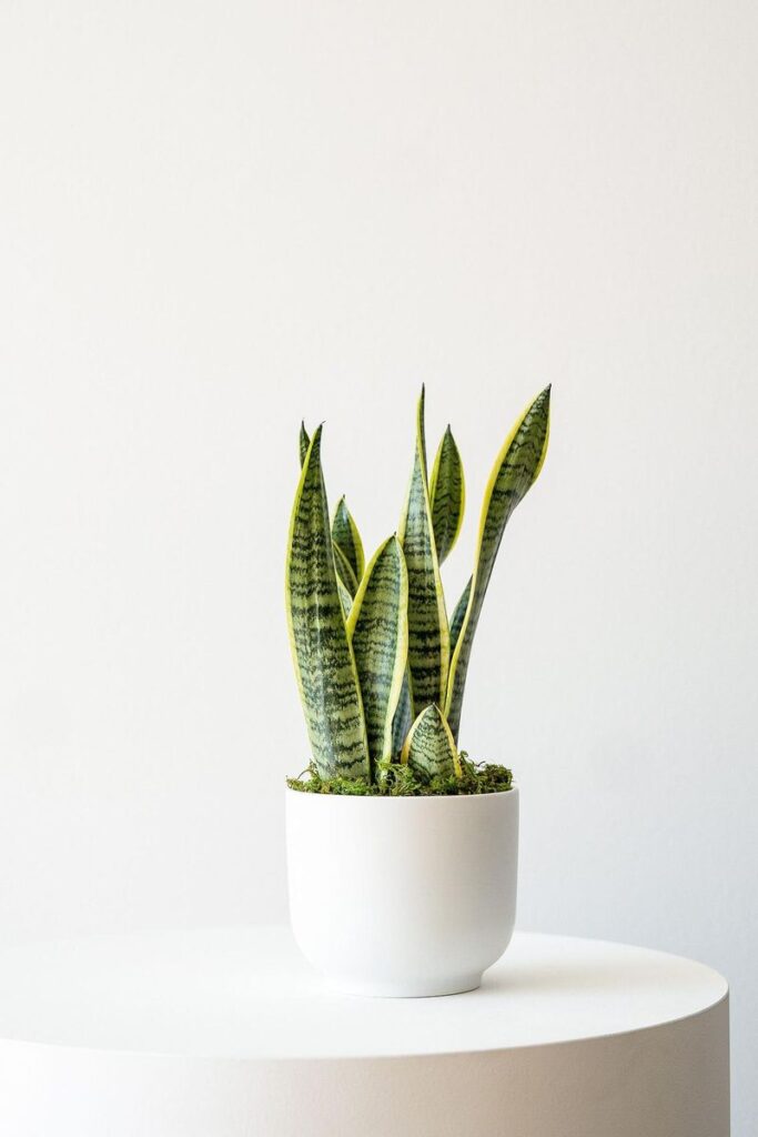 These 17 Houseplants Actually Prefer Tiny Pots (Your Small Space Is ...