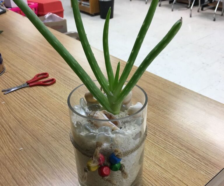 25 Classroom Plants That Work Wonders for Student Focus - Complete ...