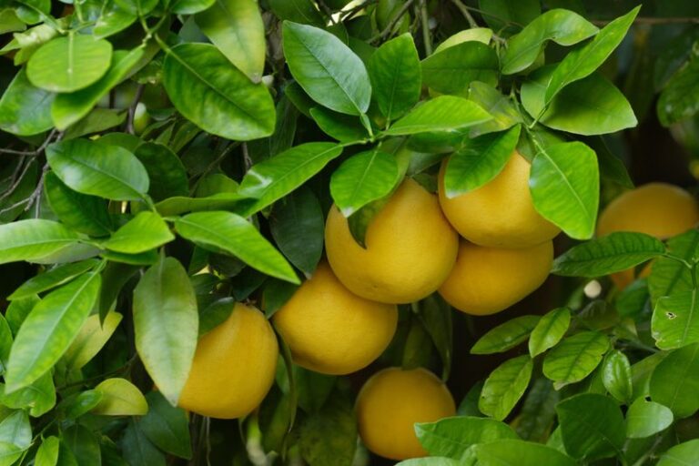 This Fast Fruiting Trend Is Exploding - 23 Trees That Don't Wait ...