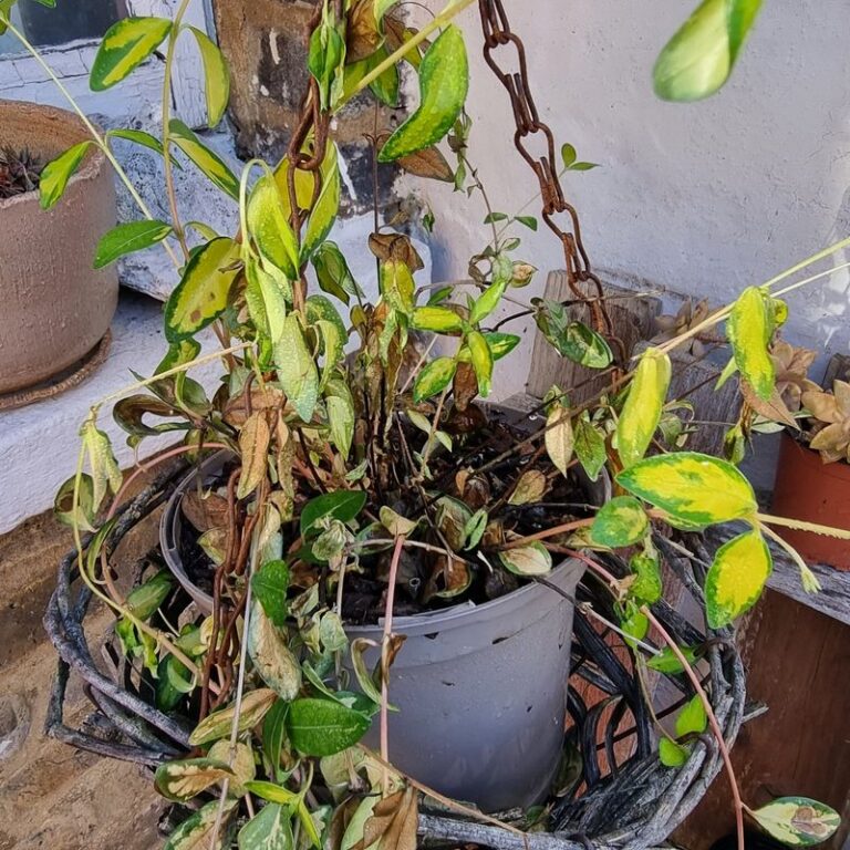 17 Periwinkle Problems Every Gardener Discovers Too Late - Complete ...