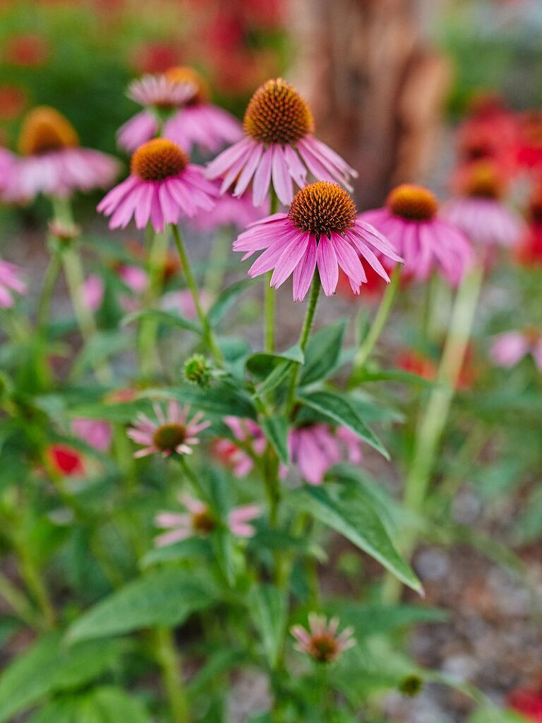 25 Flowers That Thrive in Full Sun - Complete Gardening