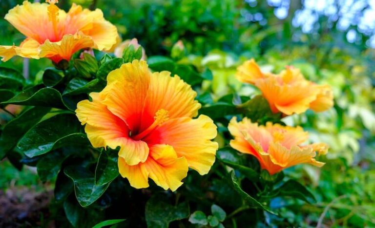 30 Flowers That Bloom All Summer — With Zero Fuss - Complete Gardening
