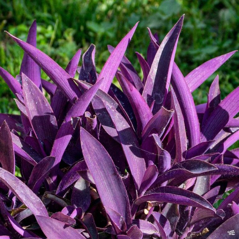 Plant Experts Just Announced These 24 Purple Varieties Are Perfect for ...