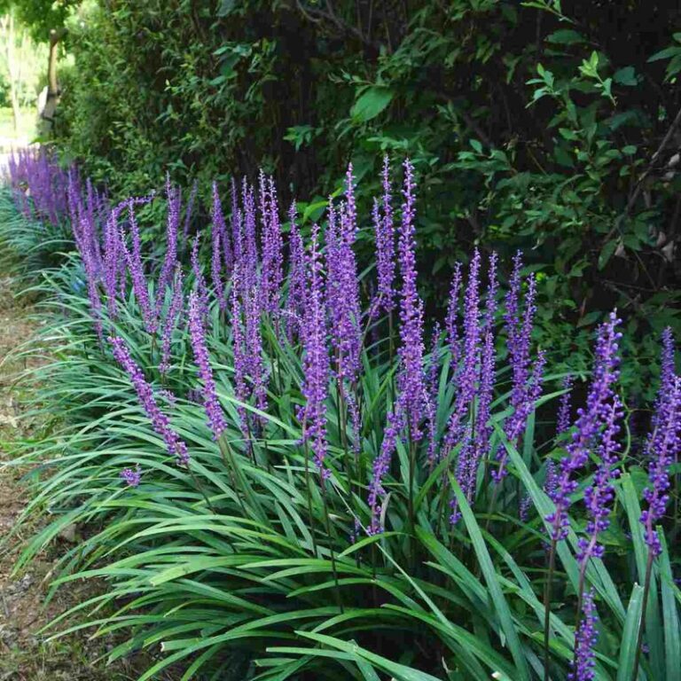 How to Grow Liriopes: The Complete Plant Guide - Complete Gardening