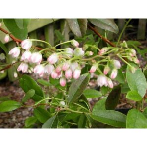 16 Stunning Abelia Varieties That’ll Add Color to Your Yard for Months ...
