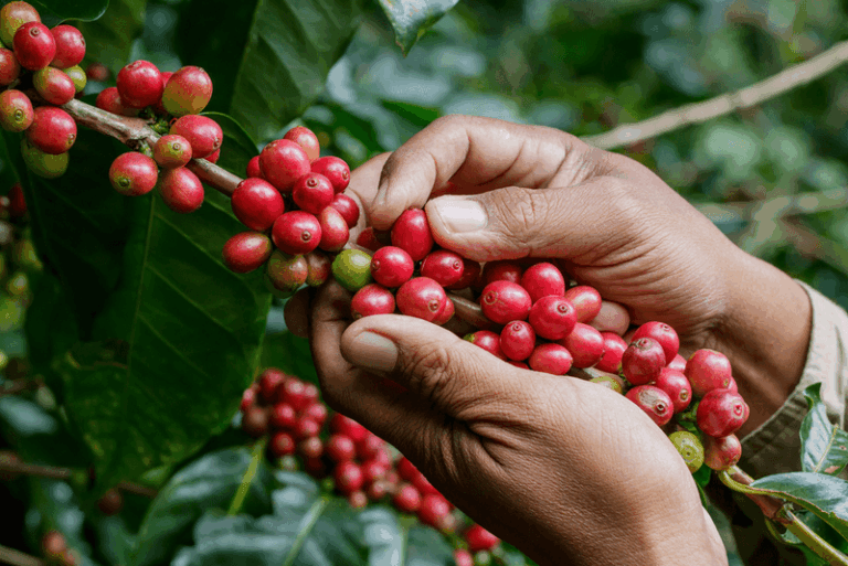How to Grow Coffee at Home—Yes, It’s Possible! - Complete Gardening