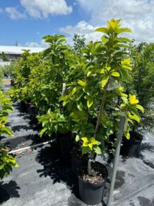 This Fast Fruiting Trend Is Exploding - 23 Trees That Don't Wait ...