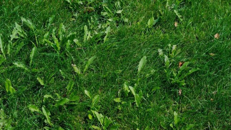 12 Simple Ways To Tell If Your Soil Is Low On Nitrogen (And 8 Ways To ...