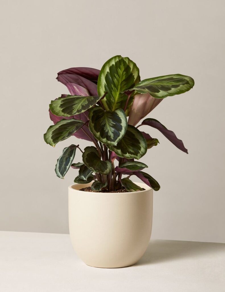 These 17 Houseplants Actually Prefer Tiny Pots (Your Small Space Is ...