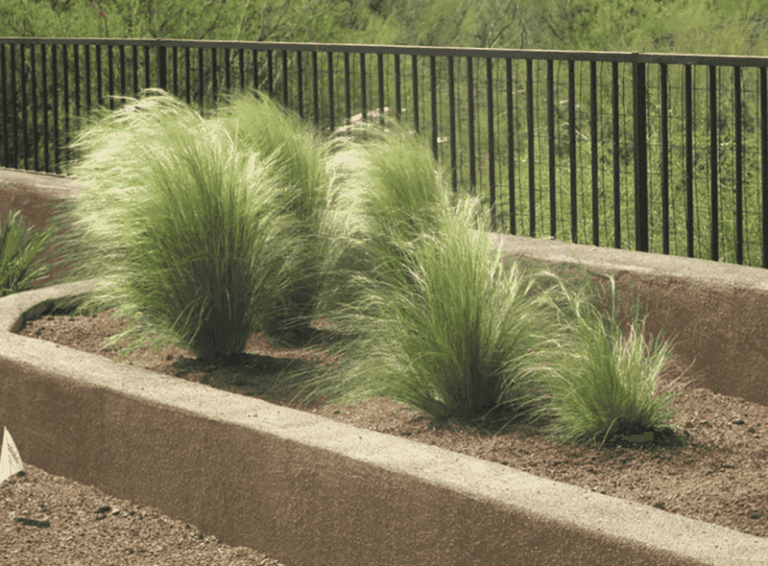 10 Invasive Ornamental Grasses To Avoid (And 10 That Behave Beautifully ...