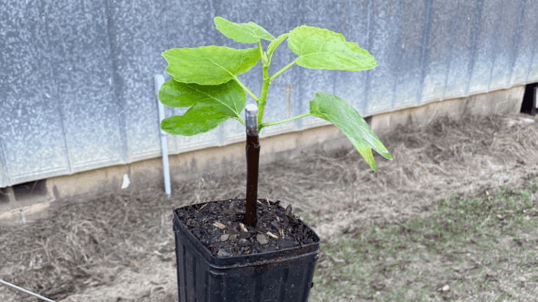 17 Easy Steps To Get Your Fig Tree To Fruit Like Never Before ...