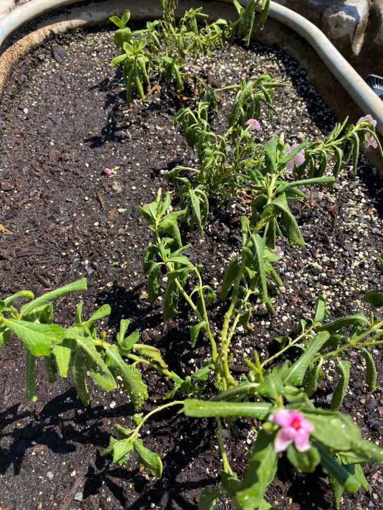 17 Periwinkle Problems Every Gardener Discovers Too Late - Complete ...