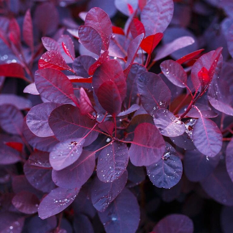 Want a More Colorful Garden? These 20 Purple Trees Can Help - Complete ...