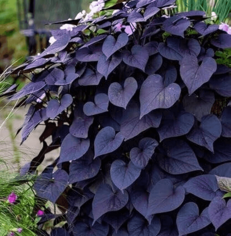 Plant Experts Just Announced These 24 Purple Varieties Are Perfect for ...