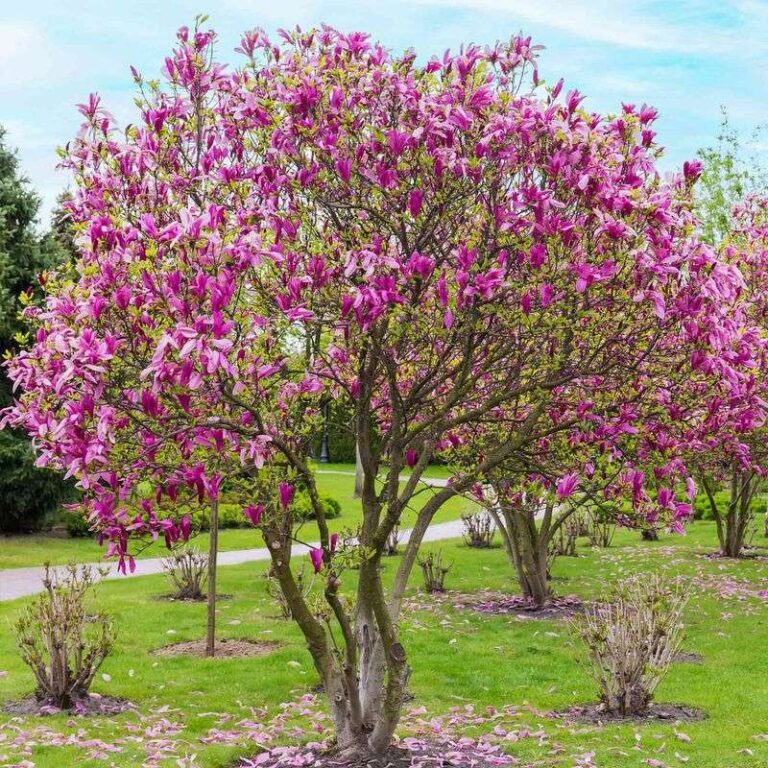 Want a More Colorful Garden? These 20 Purple Trees Can Help - Complete ...