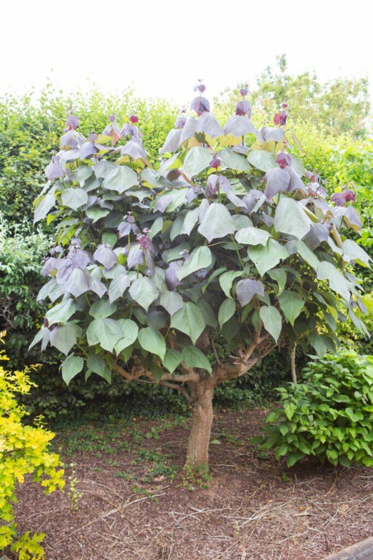 Want a More Colorful Garden? These 20 Purple Trees Can Help - Complete ...