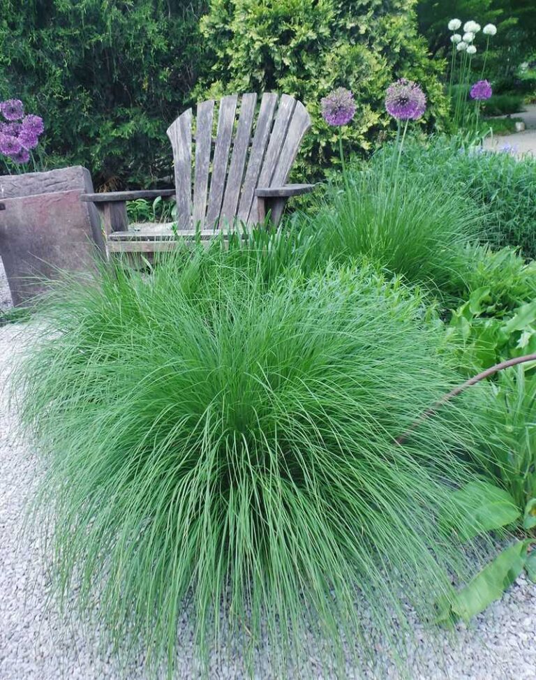 10 Invasive Ornamental Grasses To Avoid (And 10 That Behave Beautifully ...