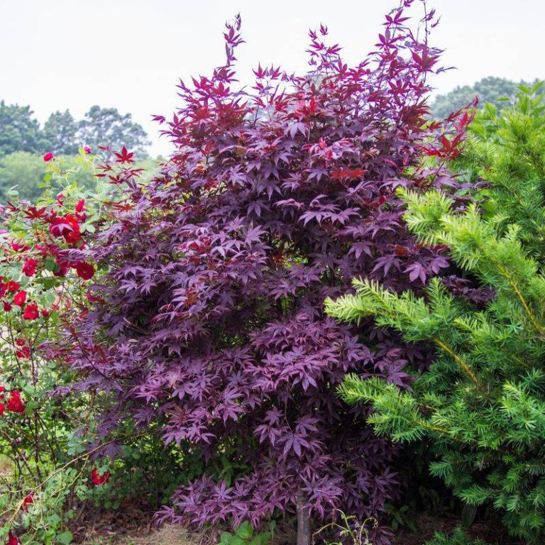 Want a More Colorful Garden? These 20 Purple Trees Can Help - Complete ...