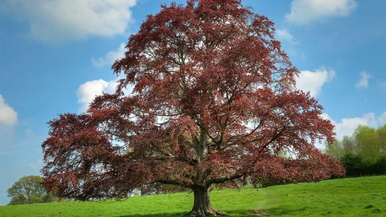 Want a More Colorful Garden? These 20 Purple Trees Can Help - Complete ...