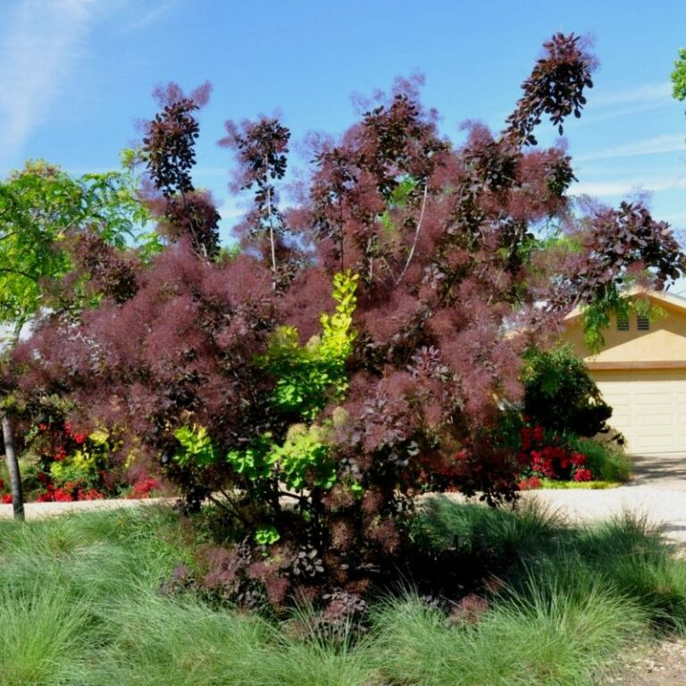 Want a More Colorful Garden? These 20 Purple Trees Can Help - Complete ...