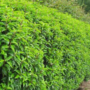 These 17 Evergreen Hedges Create Perfect Privacy — But 3 Will Shock You ...