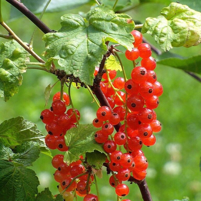 25 Red Berry Shrubs to Brighten Your Garden - Complete Gardening