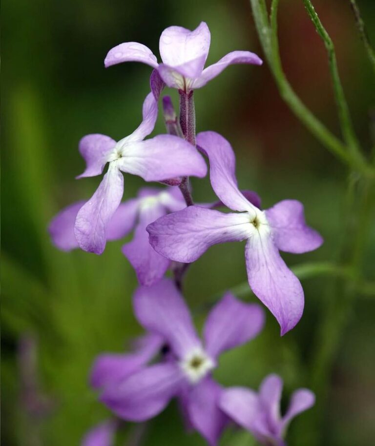 15 Native Night Bloomers That Turn Your Yard Into a Firefly Paradise ...