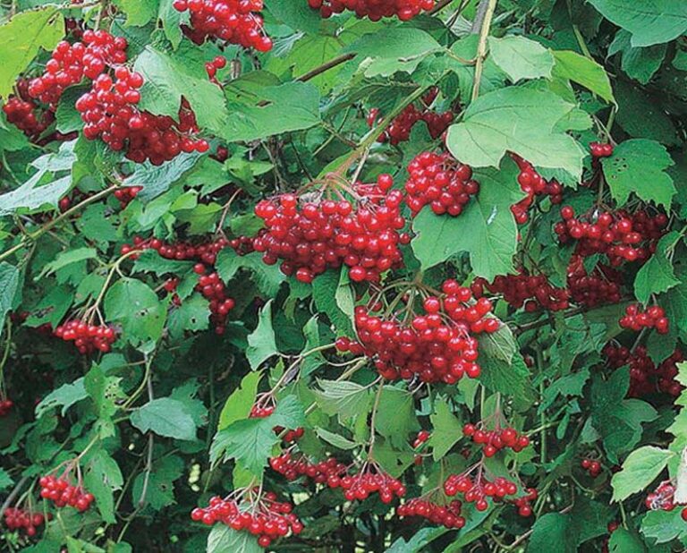 25 Red Berry Shrubs to Brighten Your Garden - Complete Gardening