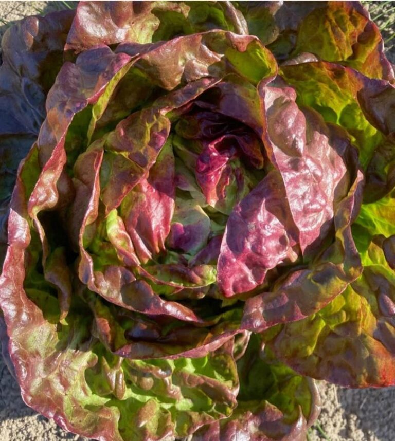 Grow It Fast: 17 Leaf Lettuce Varieties That Thrive with Minimal Effort ...