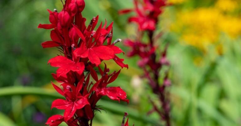 23 Cardinal Secrets That Turn Any Yard Into a Red Bird Paradise ...