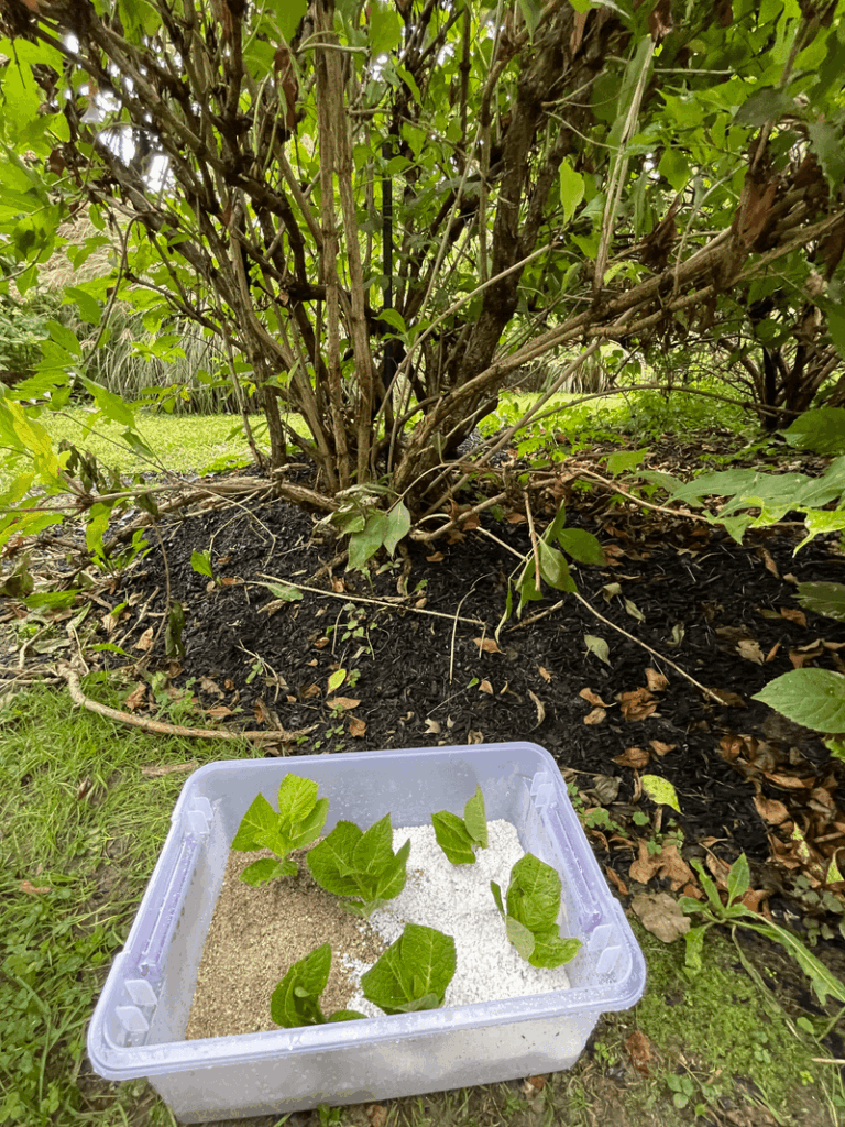 I Propagated 23 Hydrangeas in My Backyard - Here's What Actually Works ...