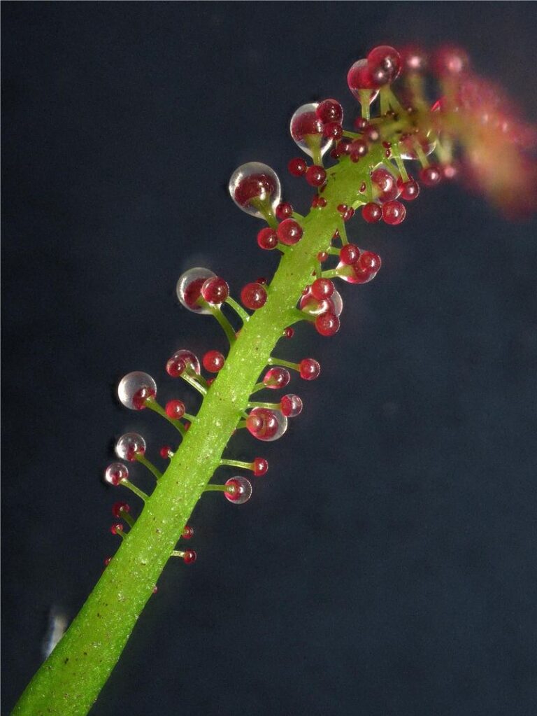 Forget Roses Have Thorns — These 14 Plants Have Actual Teeth and Traps ...
