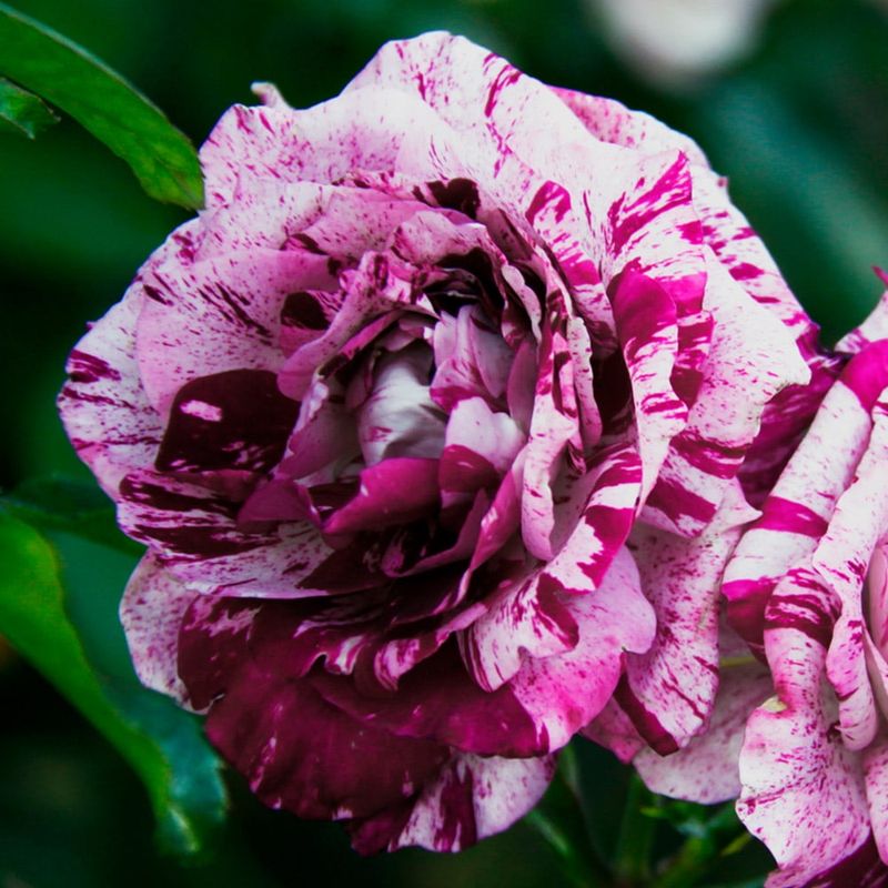 13 Jaw-Dropping Striped Roses That Will Transform Your Summer Garden ...