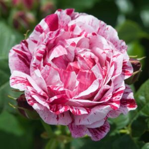 13 Jaw-Dropping Striped Roses That Will Transform Your Summer Garden ...