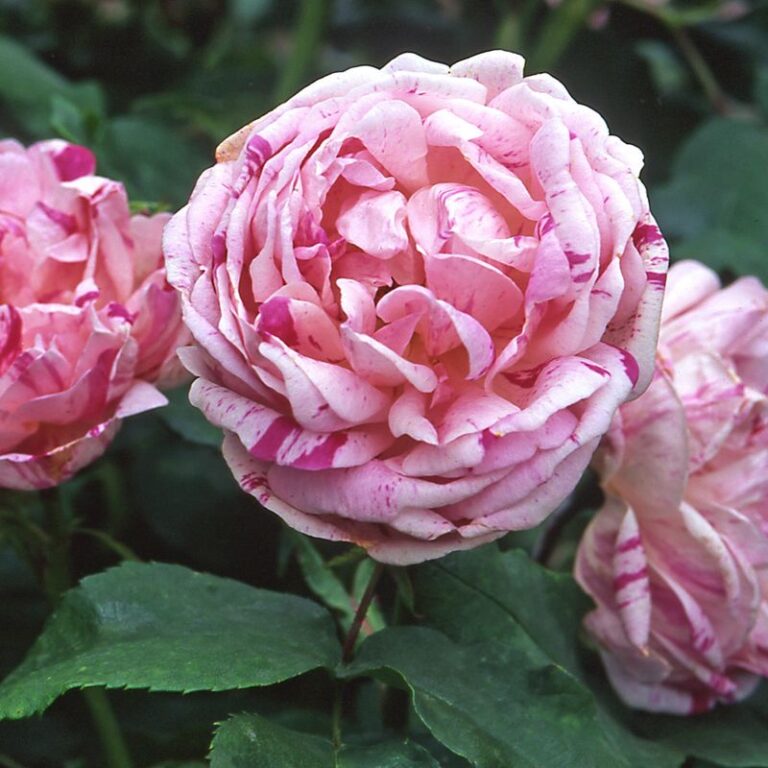 13 Jaw-Dropping Striped Roses That Will Transform Your Summer Garden ...