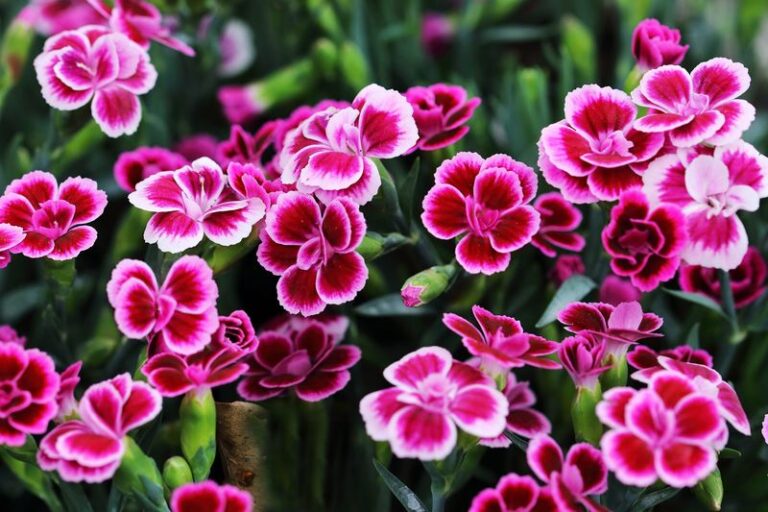 16 Blush Pink Flowers That Transform Any Garden Into a Romantic ...