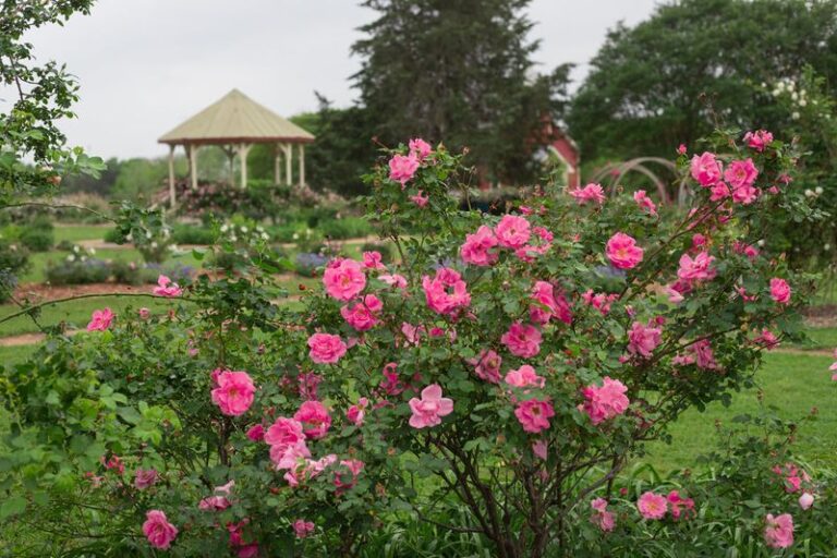 The 17 Toughest Roses That Will Survive Anything - Complete Gardening