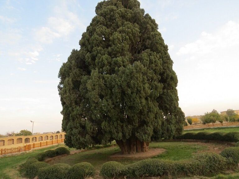 18 Beautiful Flowers and Trees That Define Persian Garden Design ...