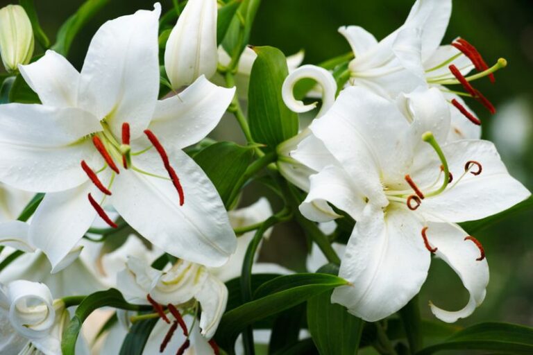 36 Flower Meanings and What Each Bloom Symbolizes - Complete Gardening