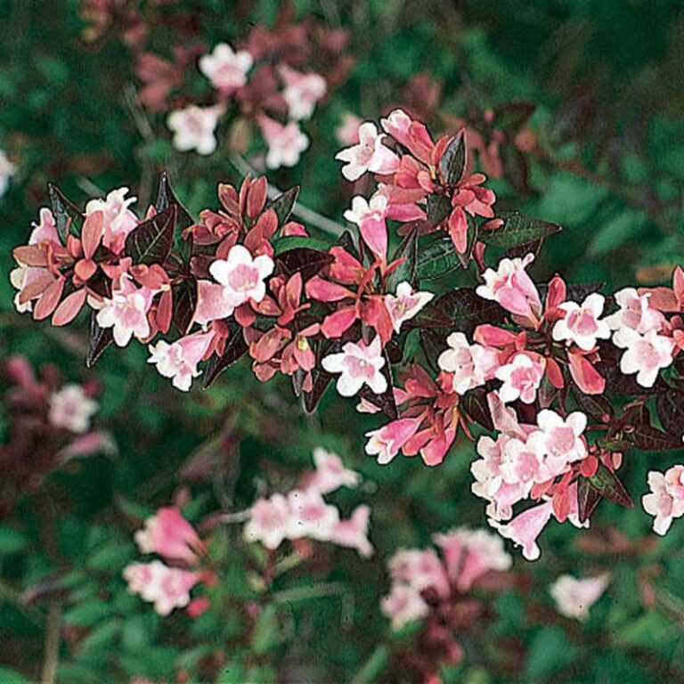 16 Stunning Abelia Varieties That’ll Add Color to Your Yard for Months ...