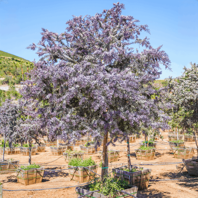 Want a More Colorful Garden? These 20 Purple Trees Can Help - Complete ...