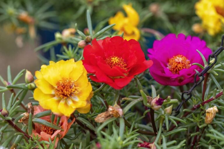30 Flowers That Bloom All Summer — With Zero Fuss - Complete Gardening