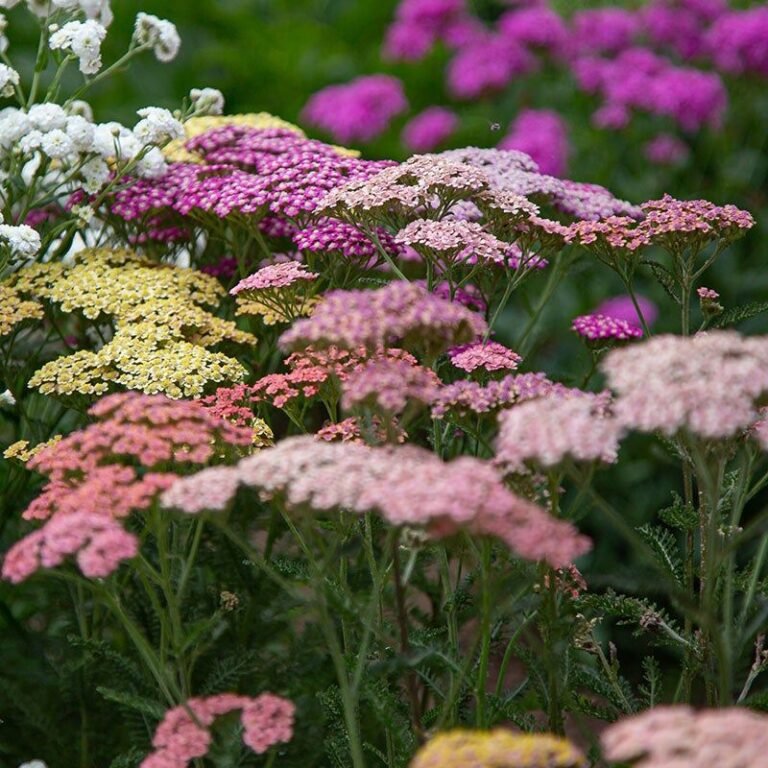 20 Drought-Tolerant Flowers That Thrive Without Deadheading - Complete ...