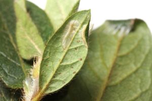 What’s Wrong With Your Azaleas? Identify, Tackle & Prevent Common ...