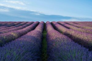 Skip These 8 Scentless Plants — Plant These 20 Aromatic Beauties ...