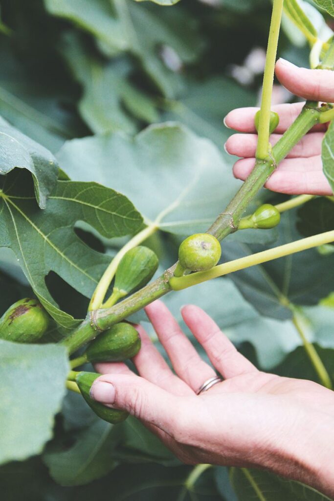 17 Easy Steps To Get Your Fig Tree To Fruit Like Never Before ...