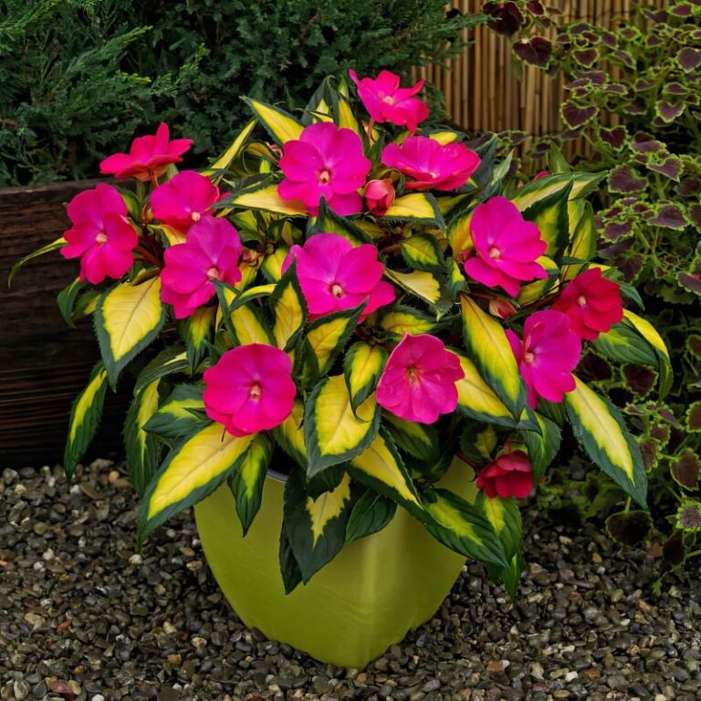 You've Been Growing 16 Container Impatiens Wrong - Here's the Real Way ...