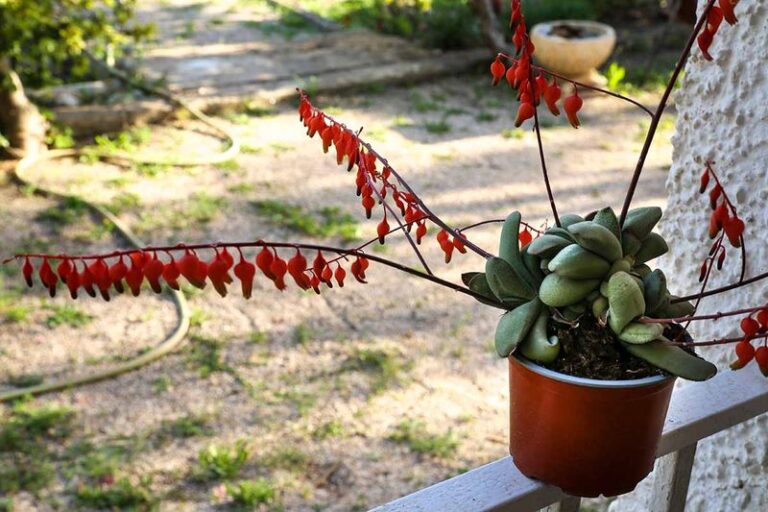 16 Stunning Succulents with Red Flowers - Complete Gardening